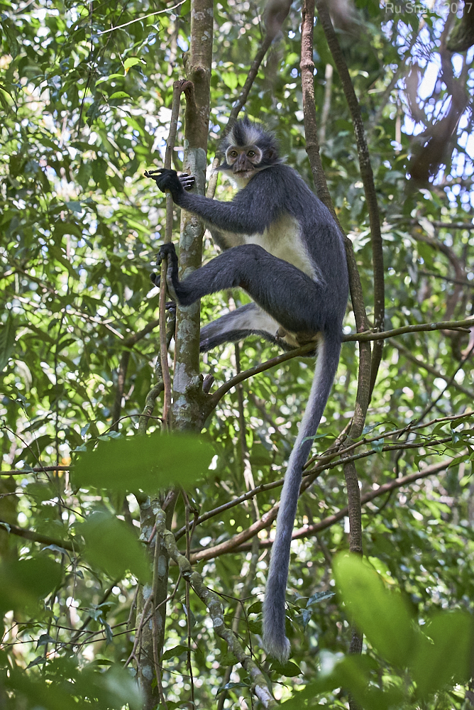 Primate Paradise of Gunung Leuser, Sumatra