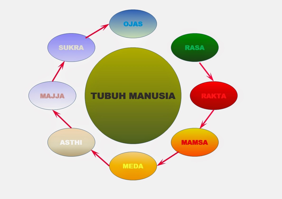 Ayurveda Indonesia: Mengenal Dhātu, 7 Jaringan pada Tubuh Manusia