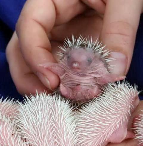 6 Gambar Anak Landak yang Comel - Bakul2011.com
