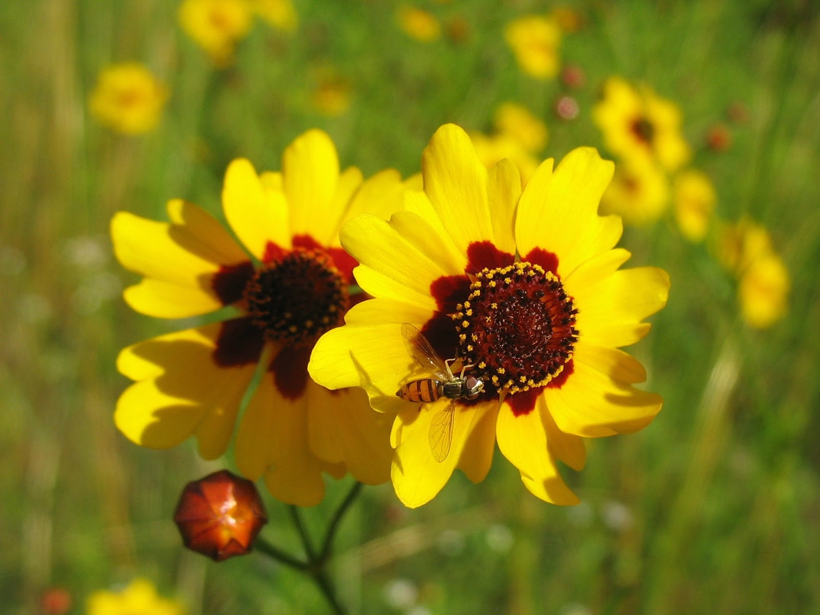 Using Georgia Native Plants: Coreopsis in the Garden