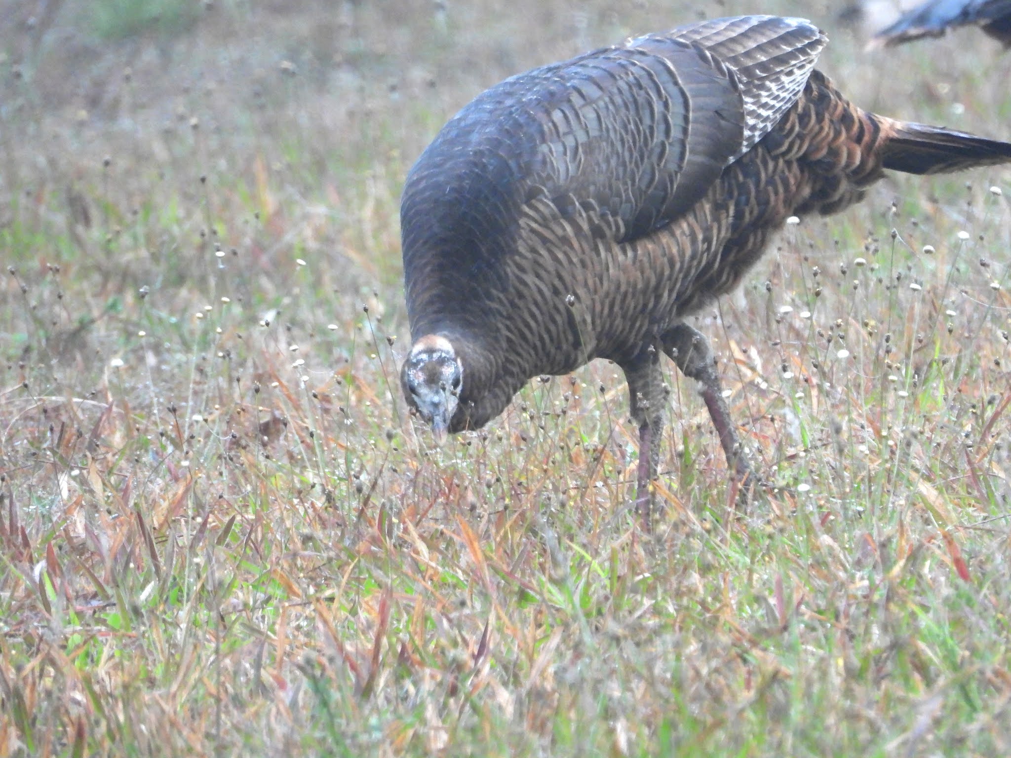 Bird & Travel Photos, Birding Sites, Bird Information: WILD TURKEYS ...