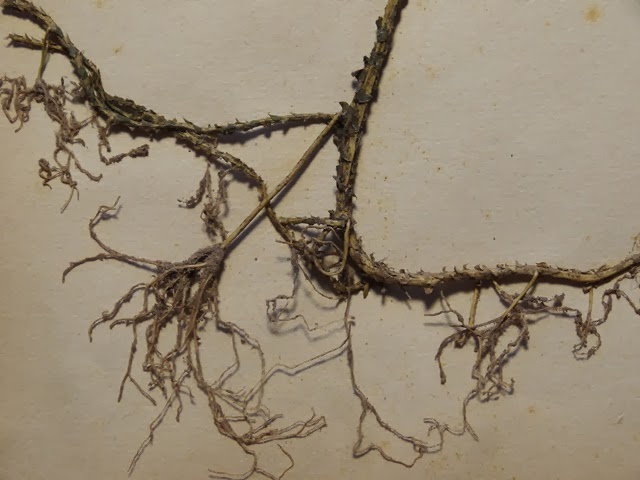 Jacques Huber and the Amazonian Botany: Plant collections