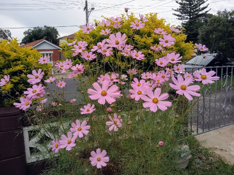 My Small Garden: Pokok Bunga Cosmos - koleksi di Sydney