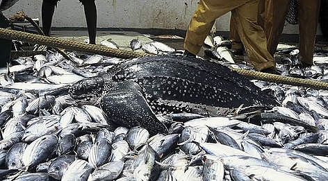 Full Spectrum Biology: Overfishing: the end to ocean biodiversity?