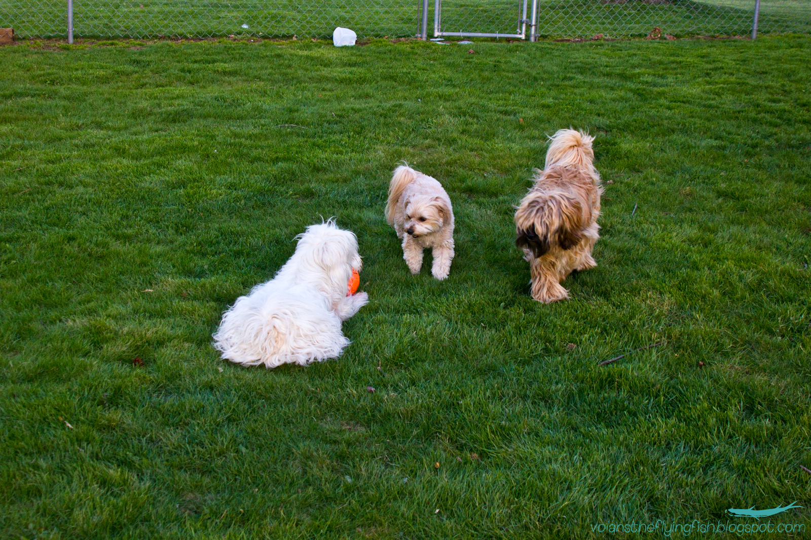 Volans in the Sky: a puppy playdate