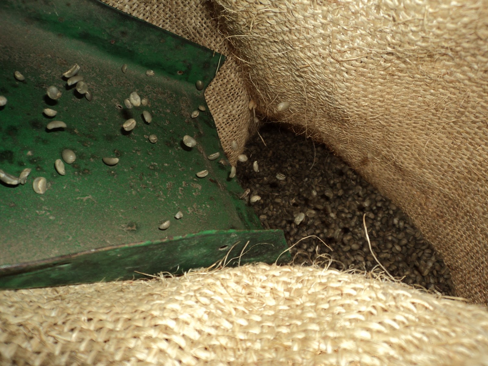 Café Caballo Alto : Beneficio de Café