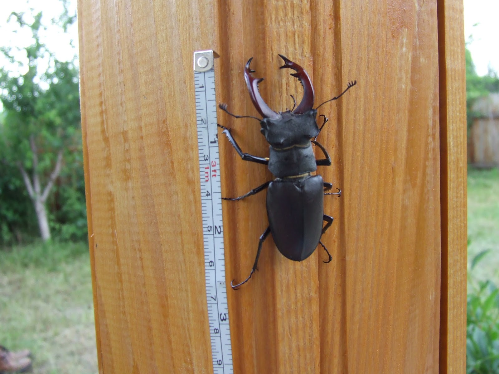 Timp liber: Rădașcă