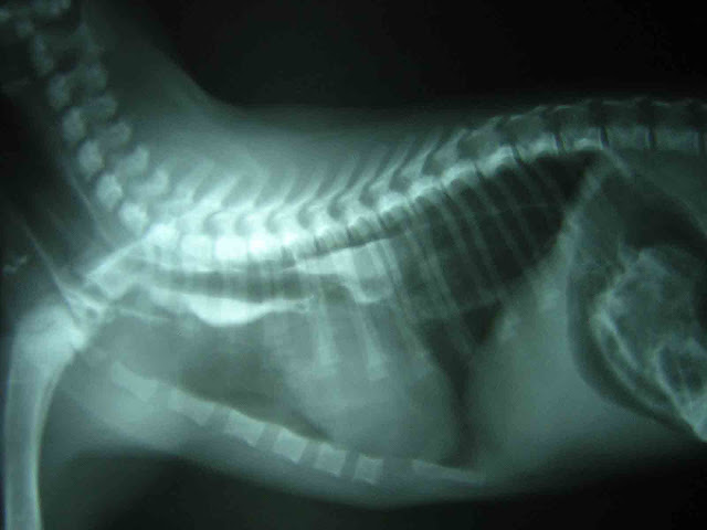 Caso clínoco 4: Perro mestizo con regurgitaciones y salivación ...