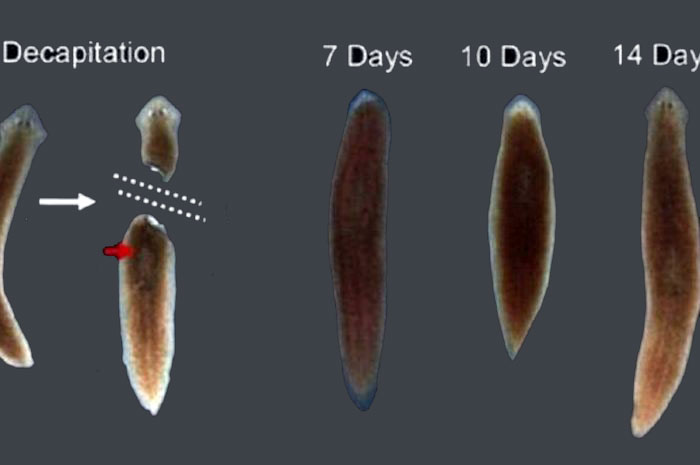 Inspirasi Terpopuler Hewan Fragmentasi