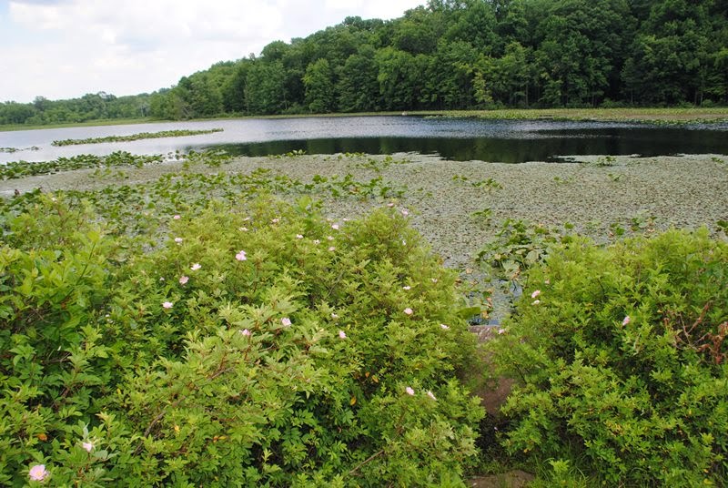 Southeastern PA Hiking: Lake Towhee County Park