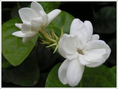 pakistan national flower "Jasminum" ~ All About Pakistan