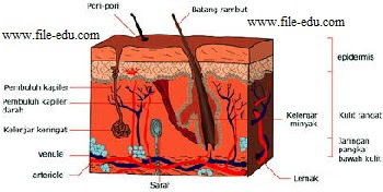 Tertanda AKU: Kulit (Integumen)