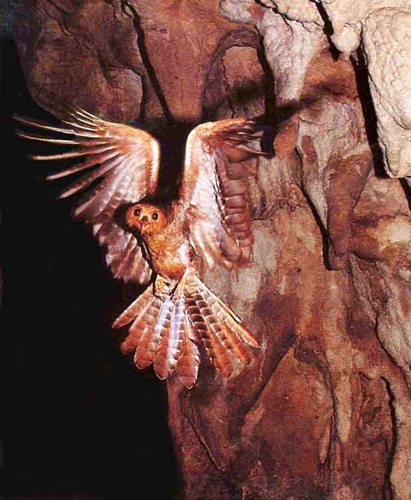 Recorrido por mi Colombia: El ave guácharo