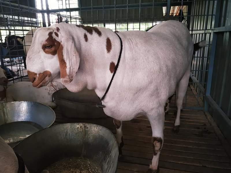 Ilmu Untuk Ternakan Ruminan: Kembung perut (Bloat) pada ternakan