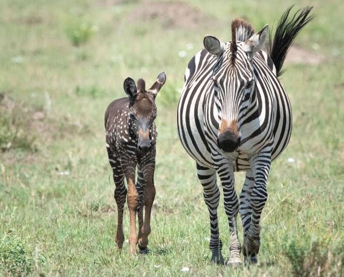 White Wolf : Newborn Zebra With Rare Polka Dot Markings Is Spotted In Kenya