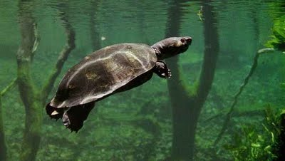 River Turtle | Animal Wildlife