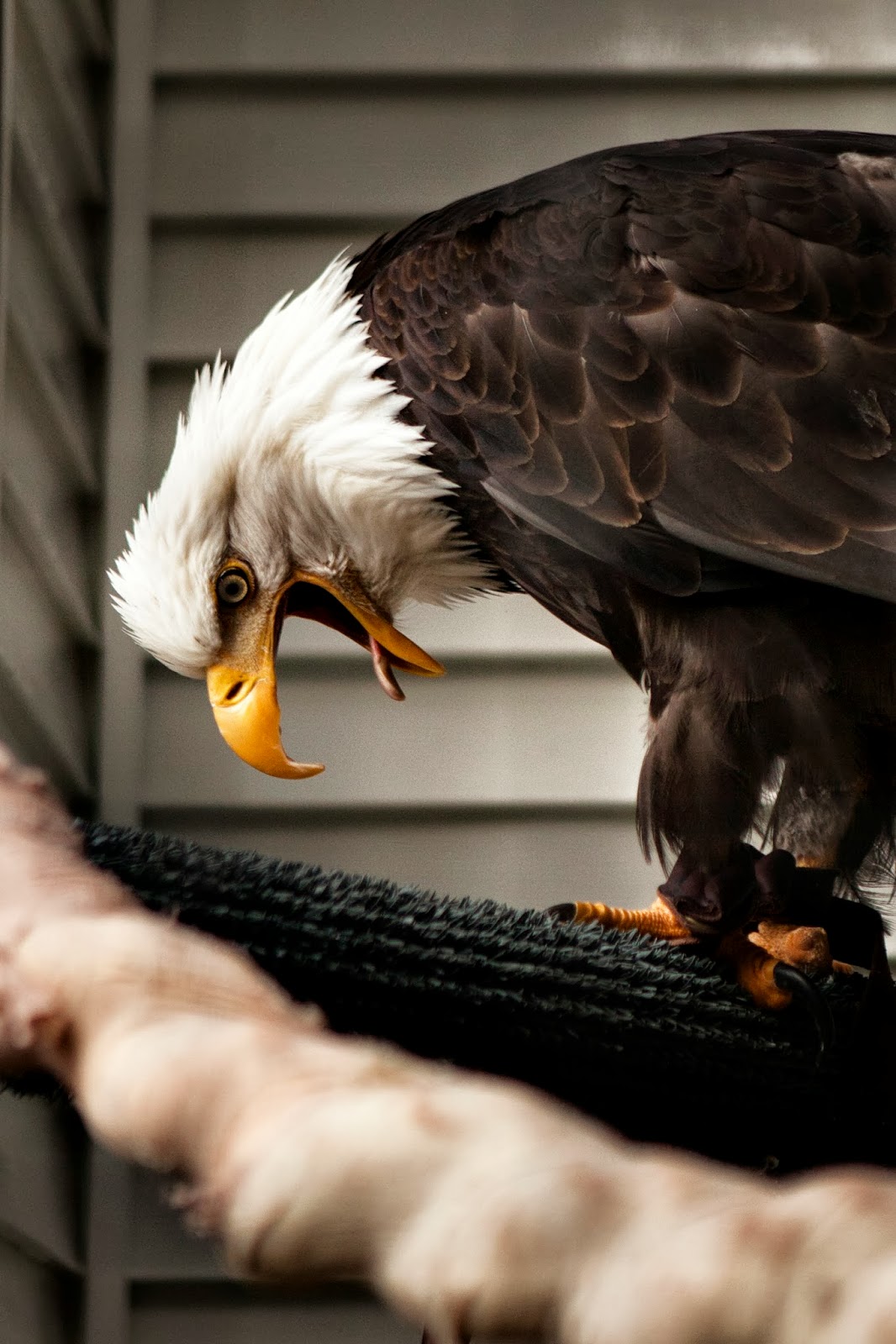 InLight Images: Sitka Raptor Center