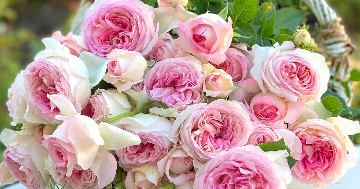 ROSE GARDEN Malevik: NYA sorter ~ NEW varieties