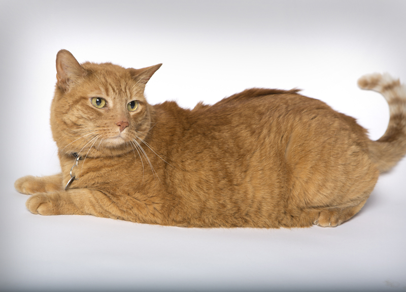 Shelter Dogs of Portland: "BK" big orange tabby lover boy!