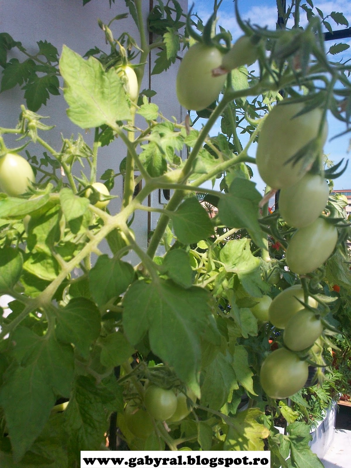 Roșii cherry pe balcon | BRICOLAJ - GRADINA - SFATURI si IDEI