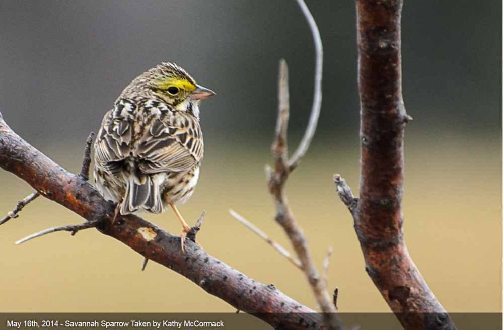 SAVANNAH SPARROW