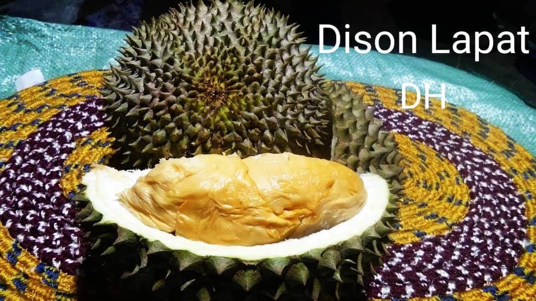 Berita TV Malaysia: Durian bunga merah jemput makan