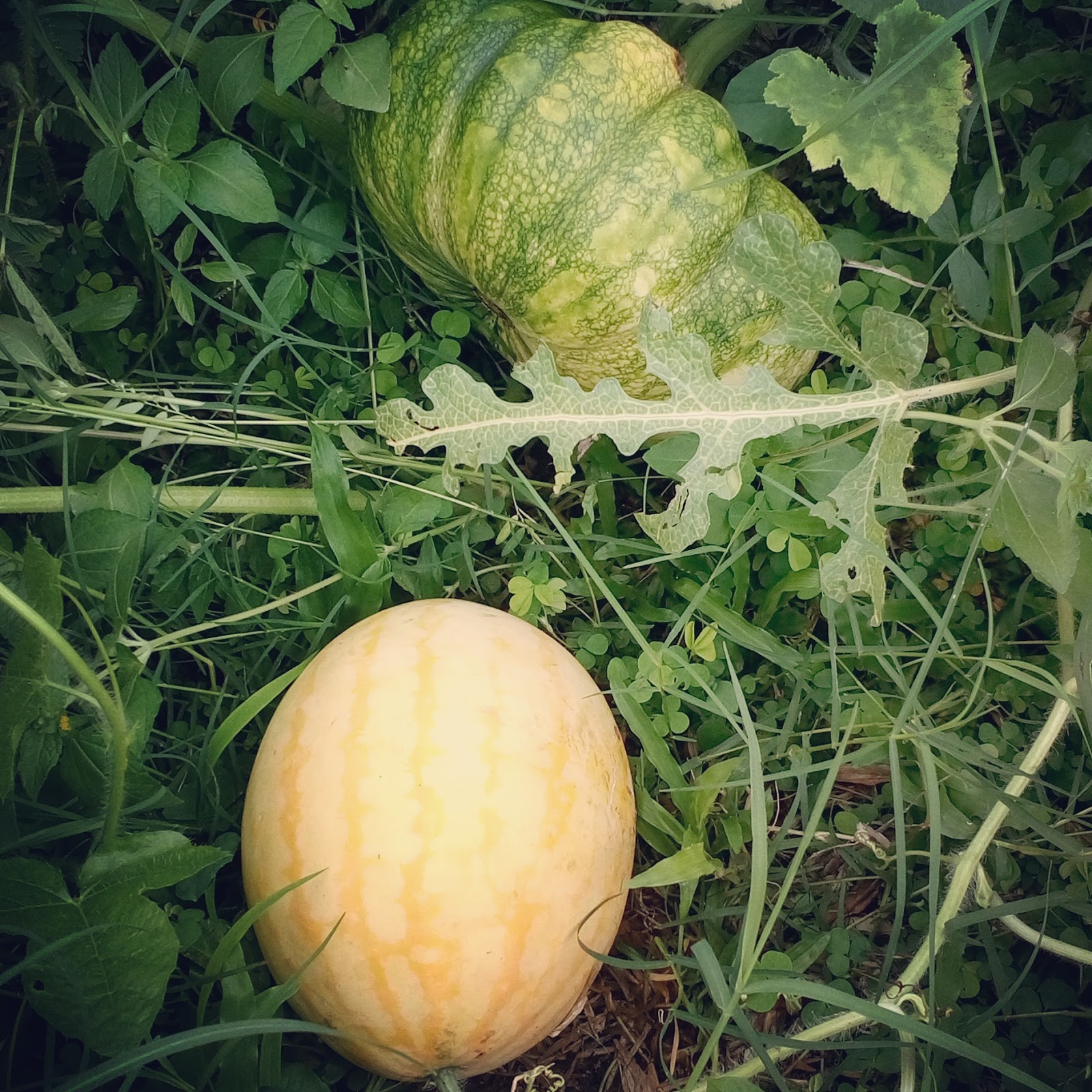 Pestisida Alamiah: Semangka Kuning Kulit Kuning (Yellow Watermelon and ...
