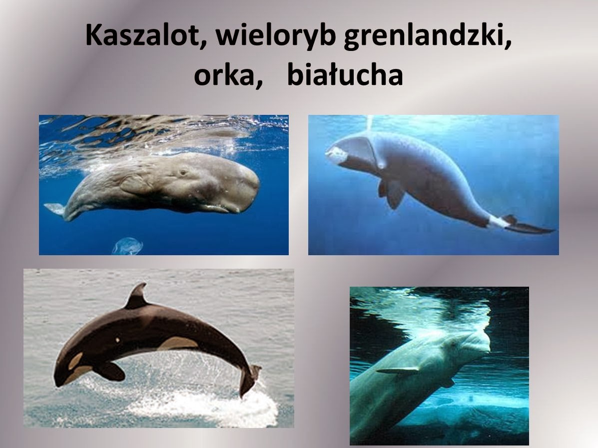 Edukacyjne wiersze i piosenki Doroty Grobelnej: Walenie