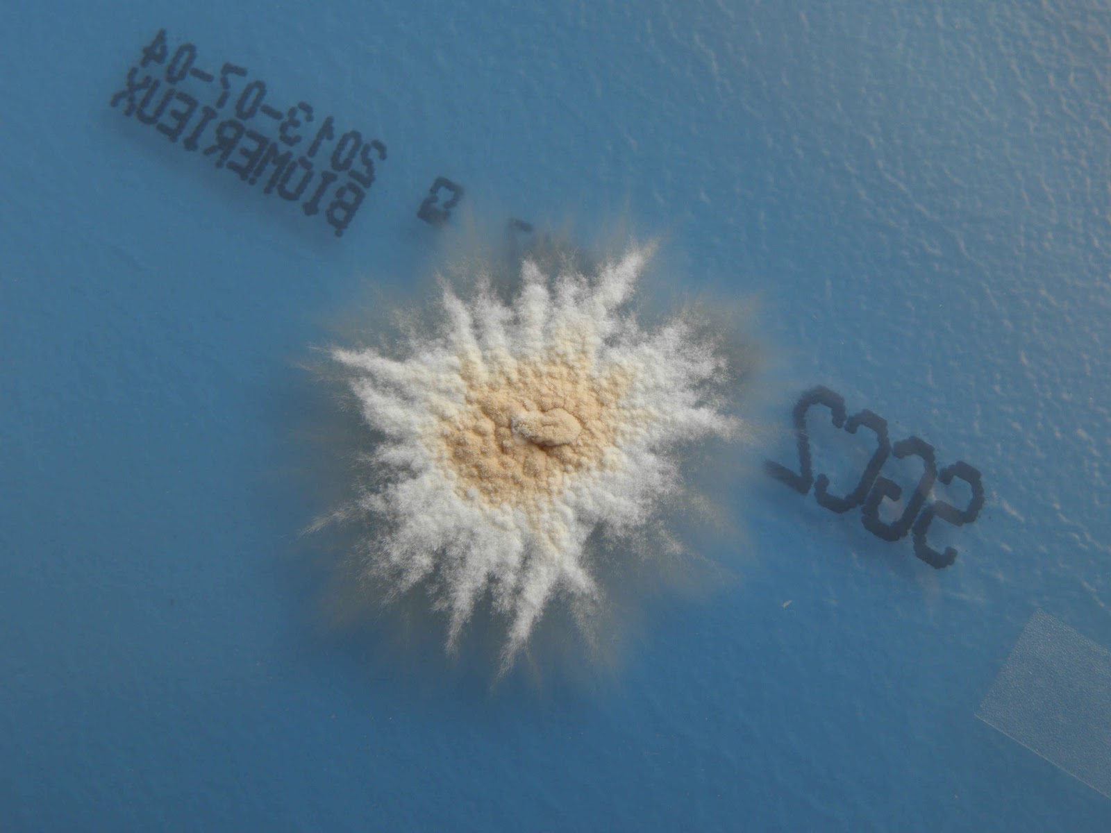 ATLAS MICOLOGIA: MICROSPORUM GYPSEUM