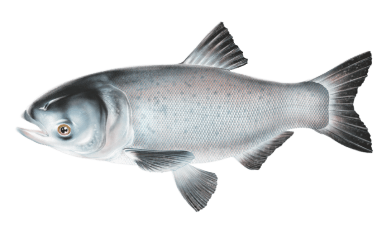 Ibat-Ibang Klase ng Isda at Iba Pang Laman-Tubig na Karaniwang Mabibili ...