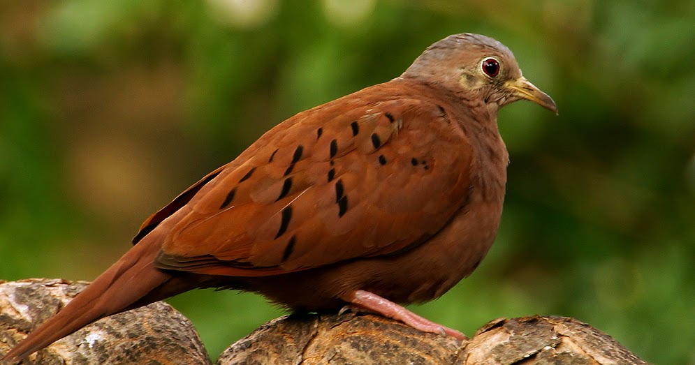 Hola, Sopetrán.: Un manso y noble animal.