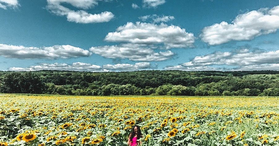 Visiting a Sunflower Field | Wanderlust Beauty Dreams