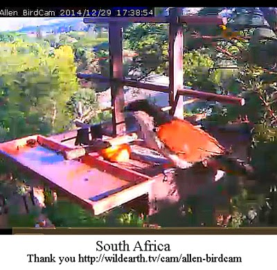 Curiosity for Birds: Live Bird Feeders - as it happens!