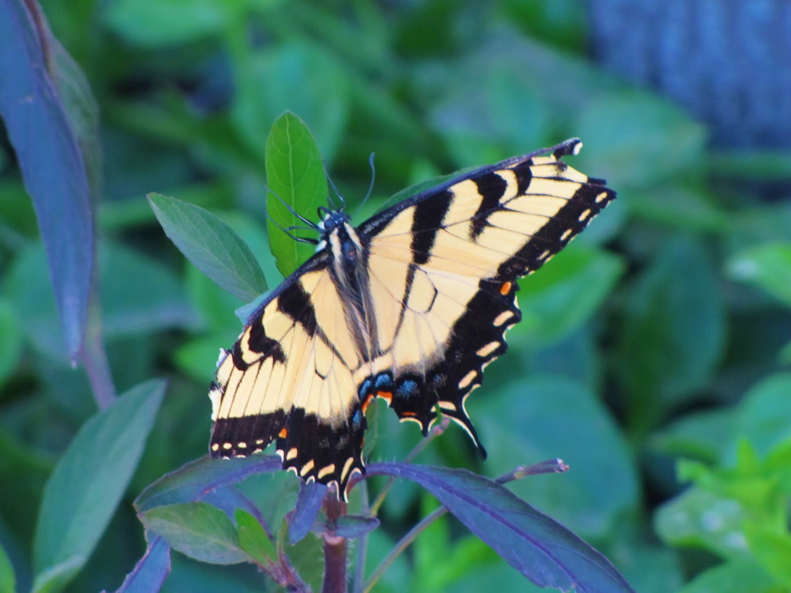 Las Aventuras: Maxine & Jonathan Marshall Butterfly Pavillion