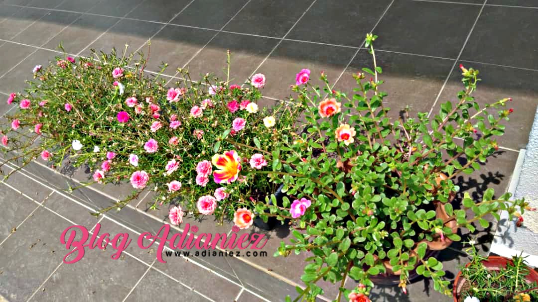 Taman Mini Di Tepi Rumah | Ros Jepun