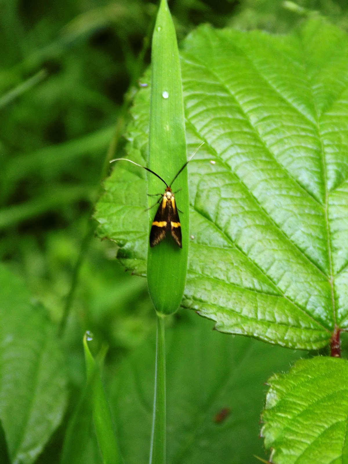 Ringwood Wildlife Diary: Interesting Insects