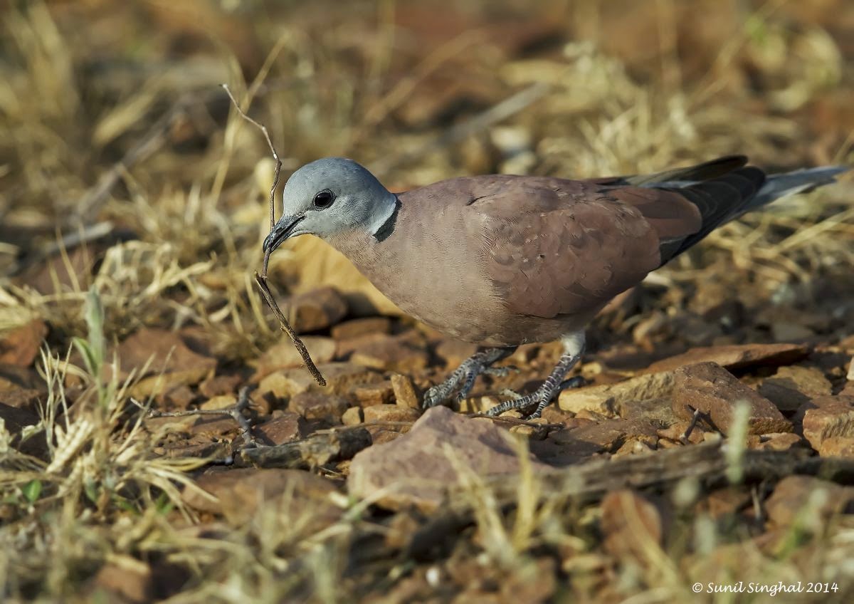 Indian Birds Photography: [BirdPhotoIndia] Red Collared Dove - Male ...