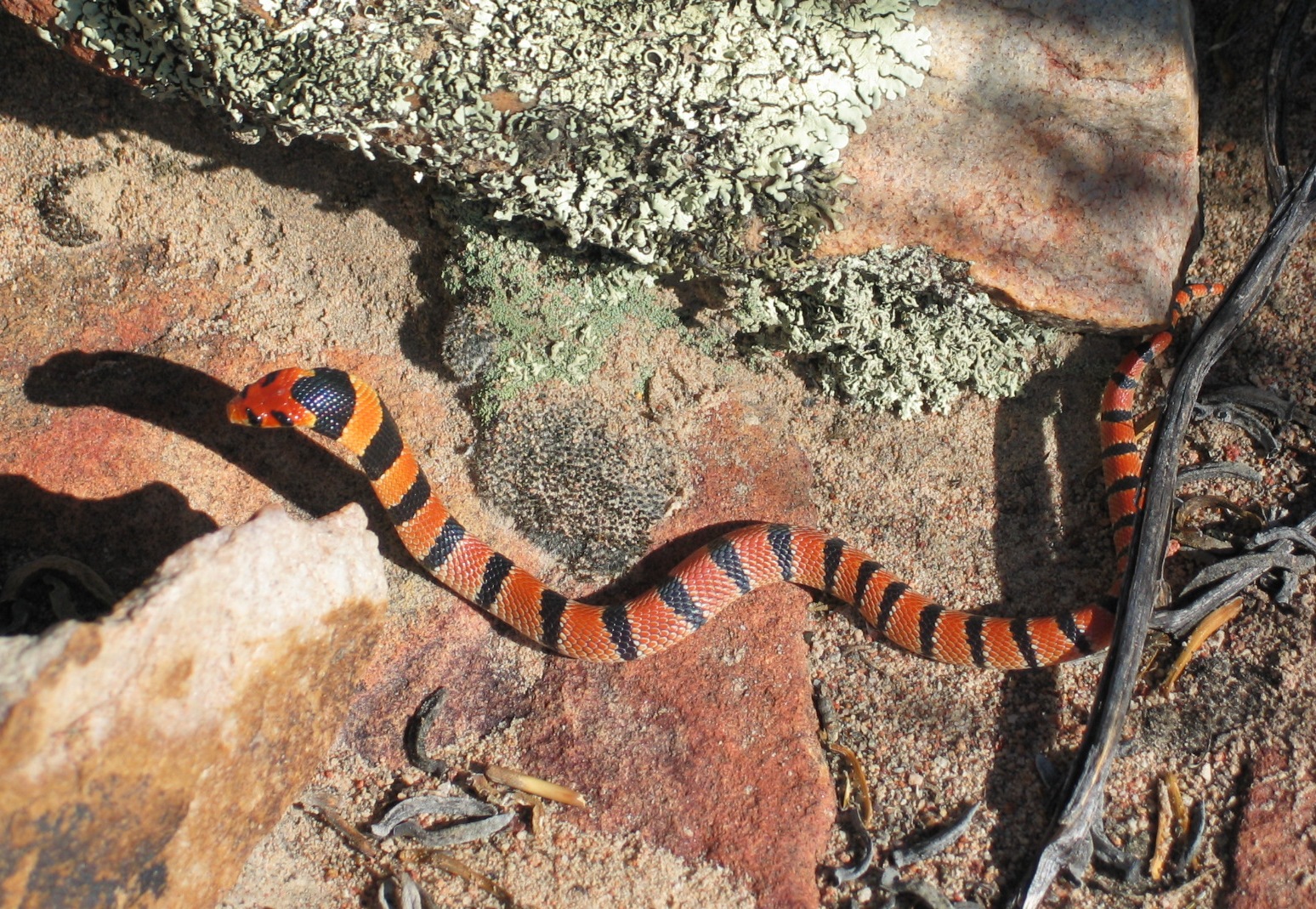 MU-Peter: Warning! Colors! Part 3: Evolution of Coral Snakes