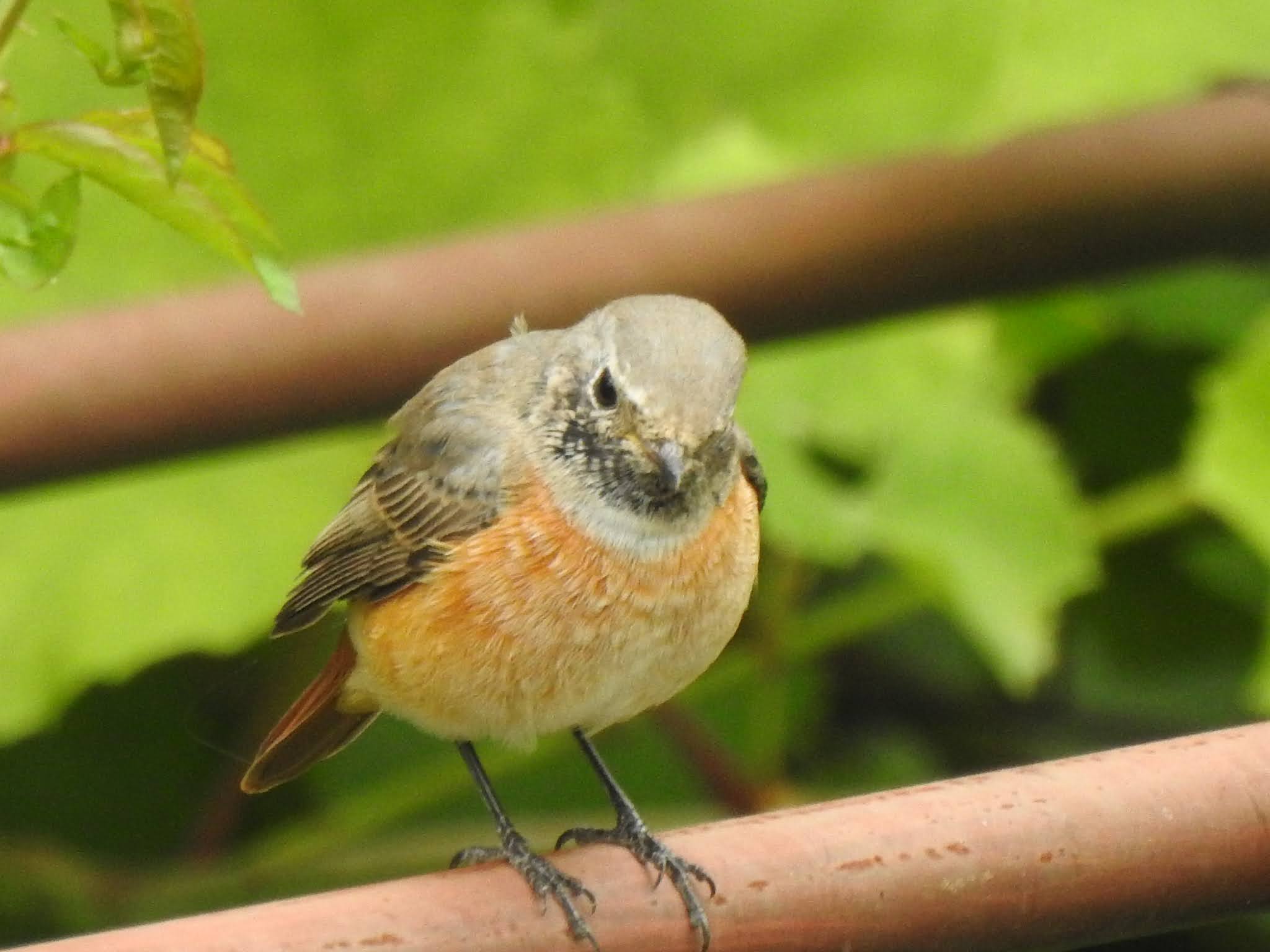 PASARI DIN ROMANIA: CODROSUL DE PADURE (1), Phoenicurus phoenicurus
