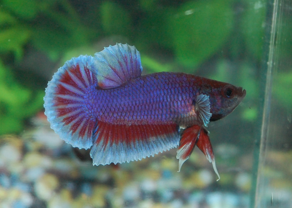 Betta Fish Afira: Betta HMPK Lavender New Jar ( SOLD OUT )