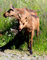 Experience - Viewing Baby Moose | Guide for Alaska's Disappearing Tourists