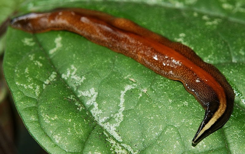 7B - Platelmintos, Nematelmintos e Anelídeos: Platelmintos