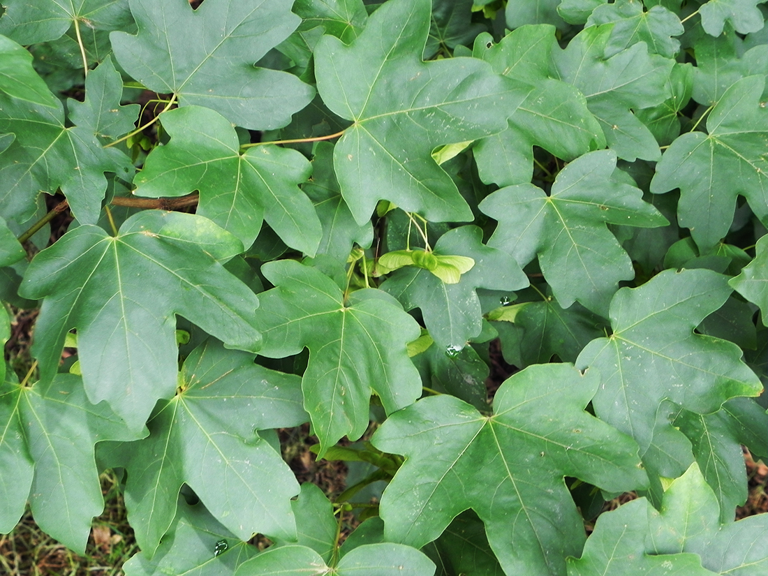 Á R B O L E S (T R E E S) y P A L M E R A S (P A L M S): Acer campestre ...