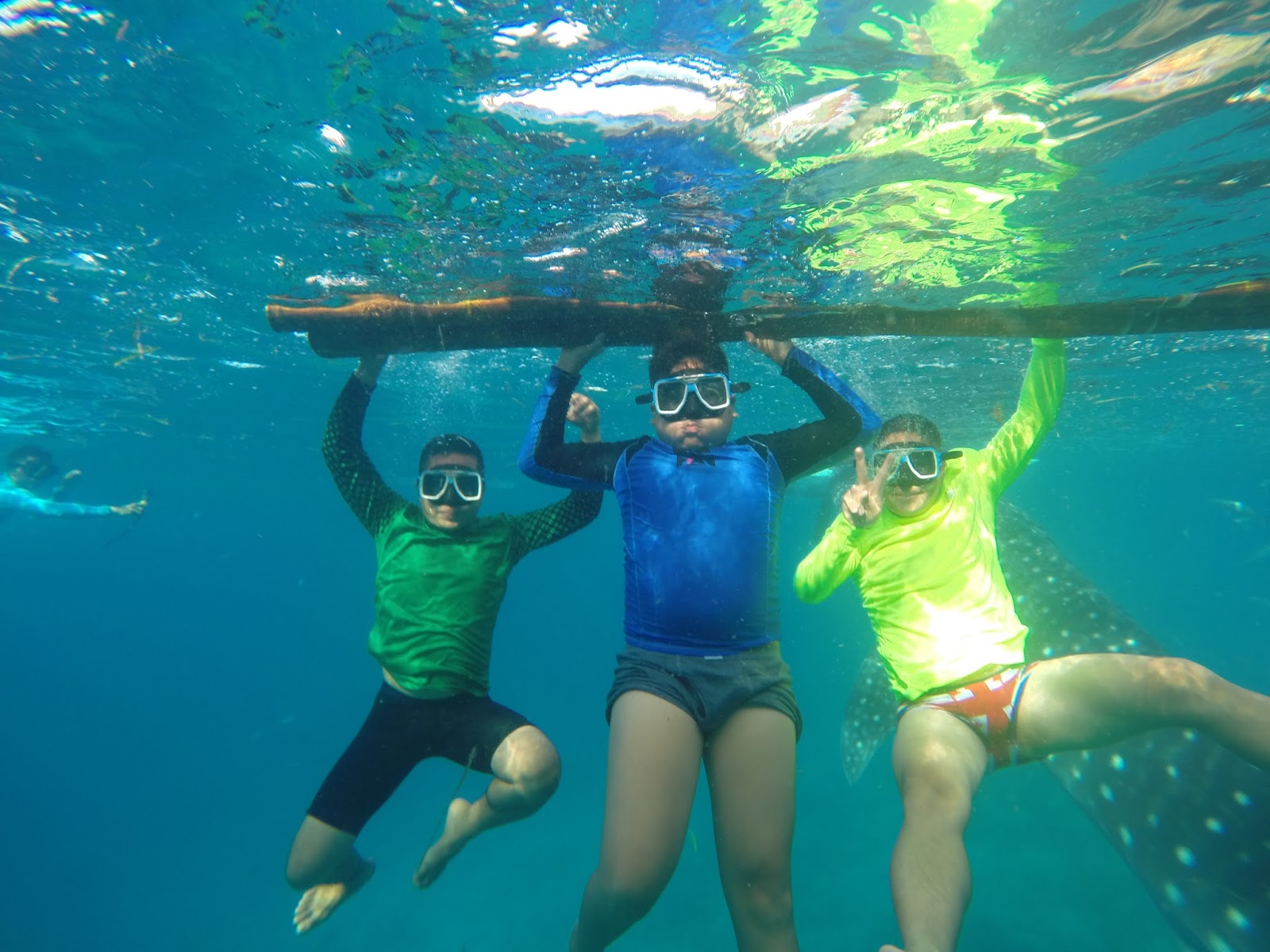 these and beyond: Butanding (whale shark) watching in Oslob, Cebu