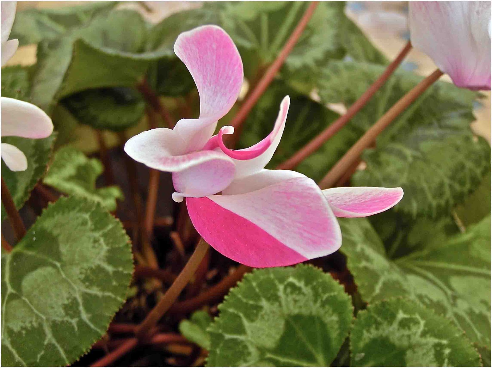 Curieux jardin: Cyclamen rosé avec une seule fleur à rayures!