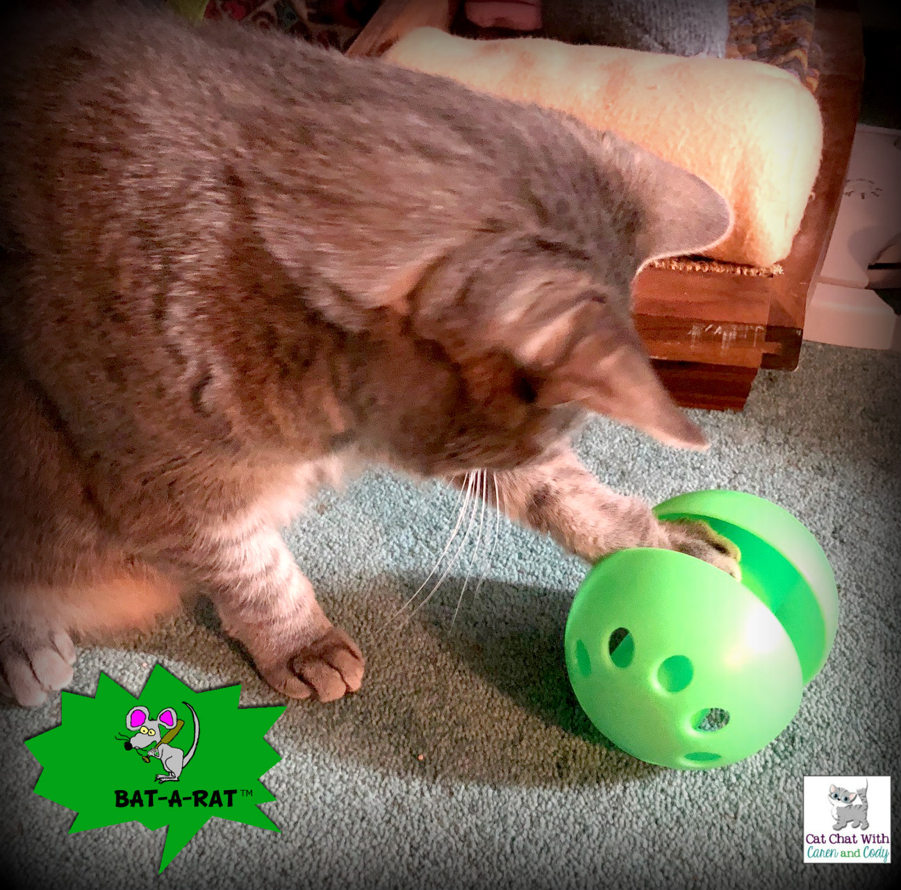 Cat and DOG Chat With Caren: Bat-A-Rat:Our FAVORITE Pet Feeding ...