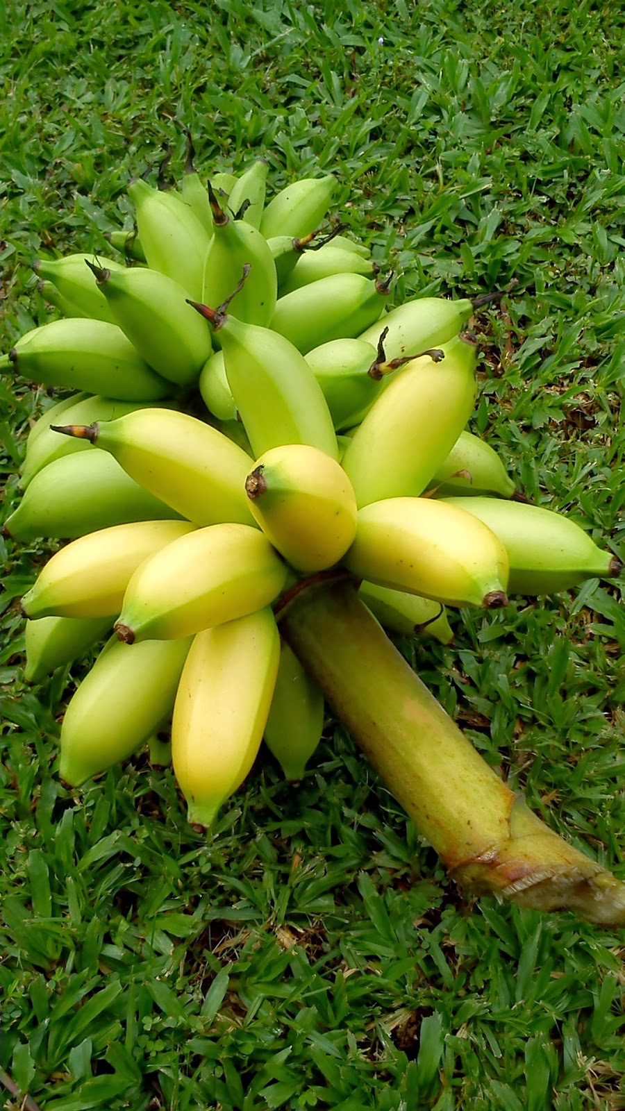 matahati: Khasiat Pisang