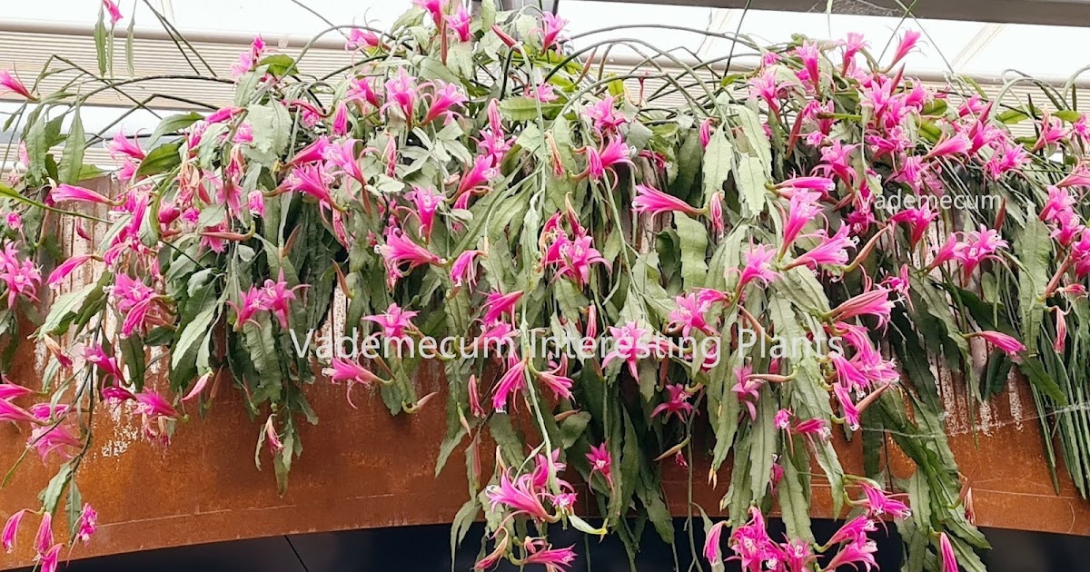 Vademecum Interesting Plants: Disocactus nelsonii - (Disokaktus Nelsona)
