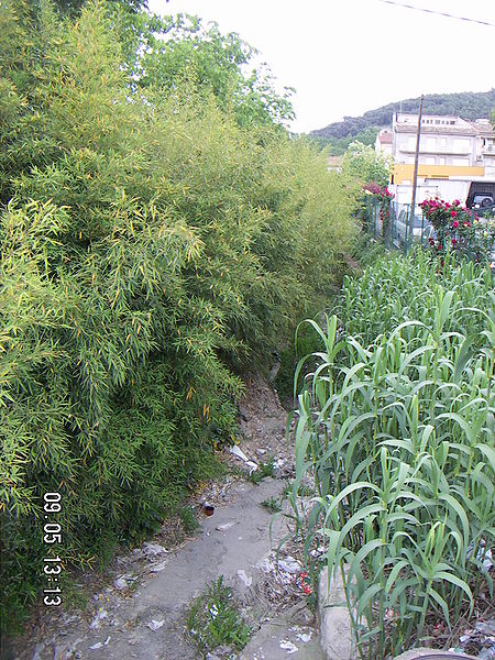 Musings of a Biologist and Dog Lover: Invasive Species: Giant Reed