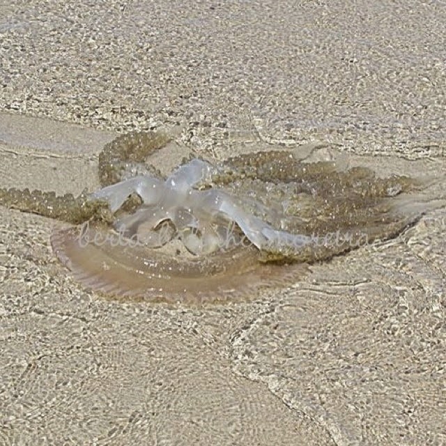 de cá e de lá: Alforrecas